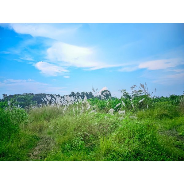 86-Bigha Industrial Land Sale at Bhaluka, Mymensingh Price in ...