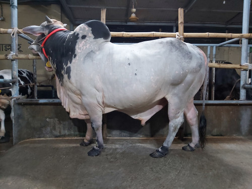 Pakra Deshal Bull 525Kg Price in Bangladesh | BDStall